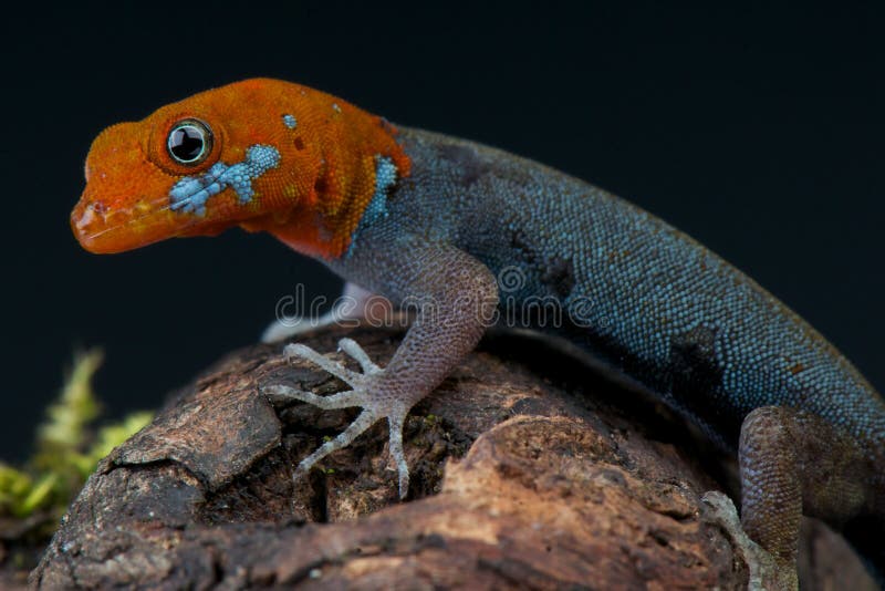 Red-headed dwarf gecko stock image. Image of diurnal - 25111451
