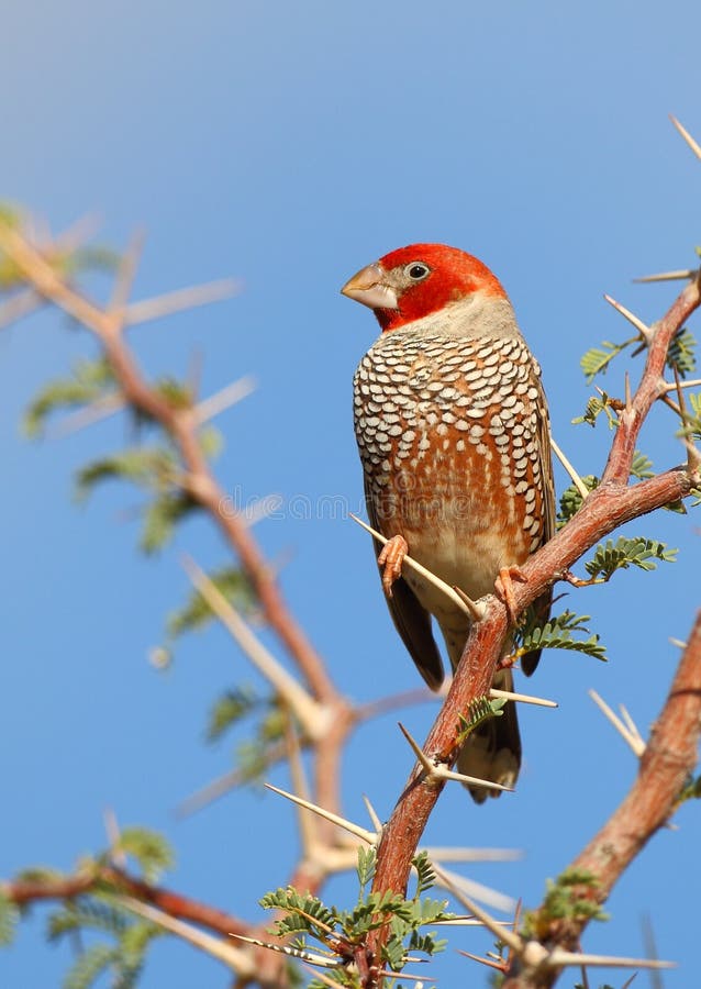 Red-headed Finch stock image. Image of kalahari, finch - 13892053
