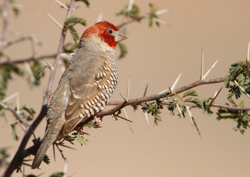 Red-headed Finch Amadina Erythrocephala Stock Image - Image of sibling ...