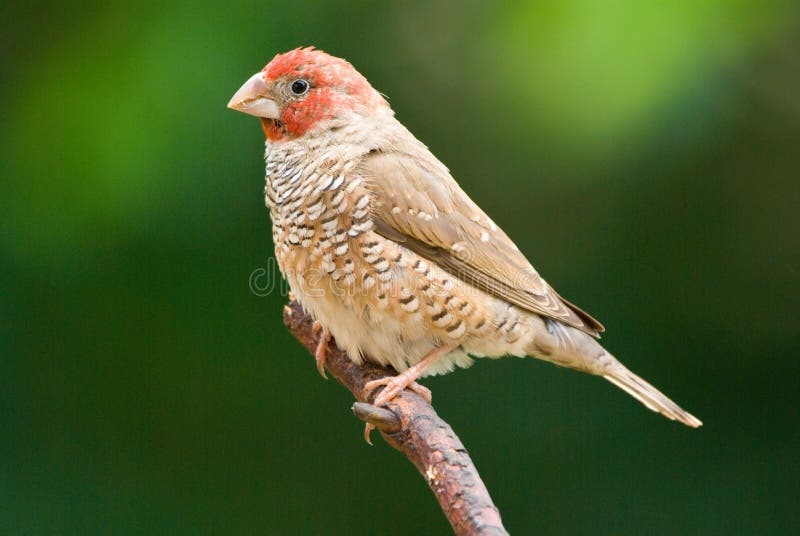 Red-headed finches stock photo. Image of feathers, white - 7769300