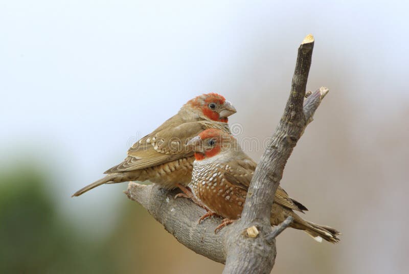 Red-headed Fink Amadina Erythrocephala Stockbild - Bild von stange ...