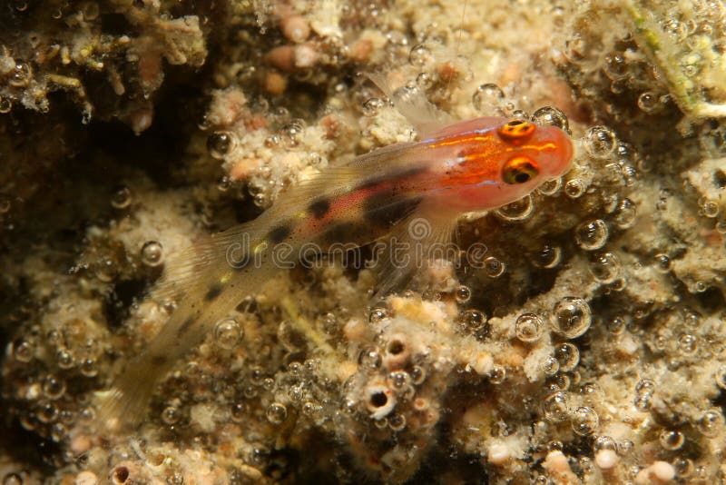 Red headed goby stock image. Image of scuba, life, elacatinus - 18666831