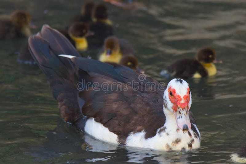 Red-headed Goose stock image. Image of feather, greylag - 145069559
