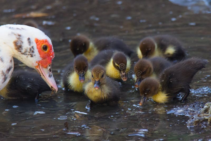 Red-headed Goose with Chicks Stock Photo - Image of biddy, baby: 145069450