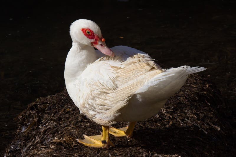 Red-headed Goose stock photo. Image of greylag, geese - 145069564