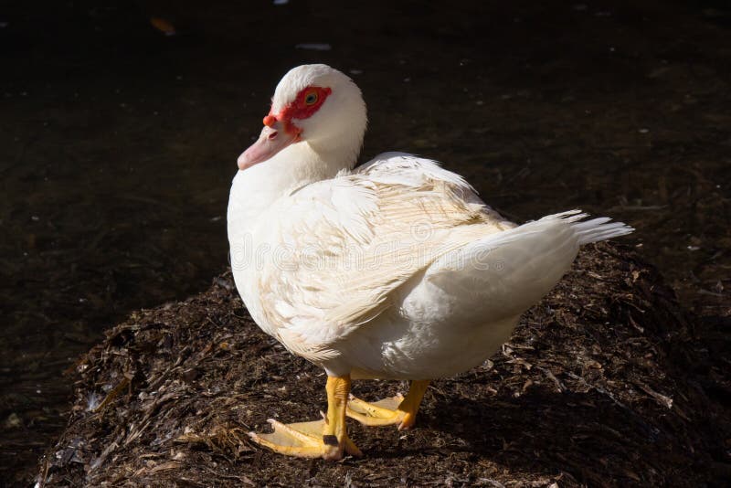 Red-headed Goose stock image. Image of animal, feather - 145069405