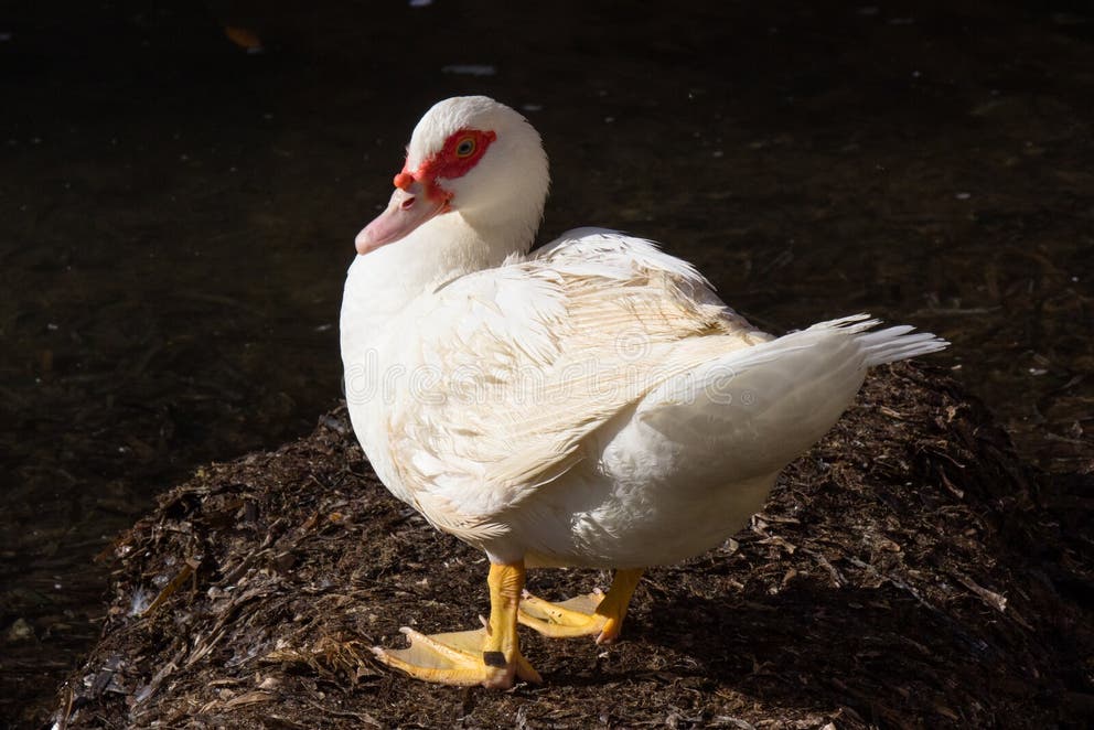Red-headed Goose stock image. Image of animal, feather - 145069405