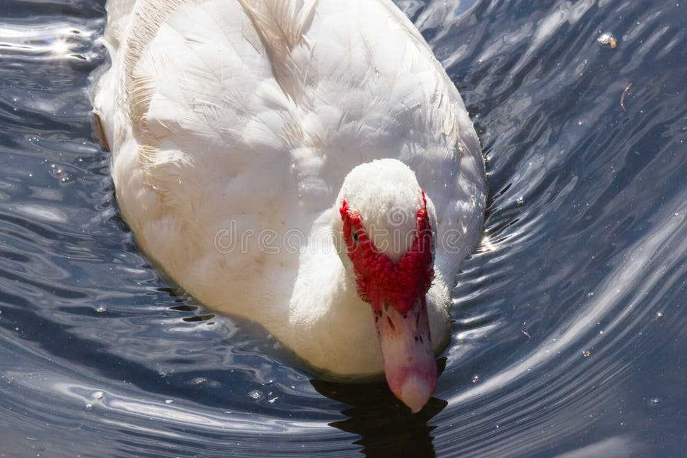 Red-headed Goose stock photo. Image of greylag, geese - 145069564