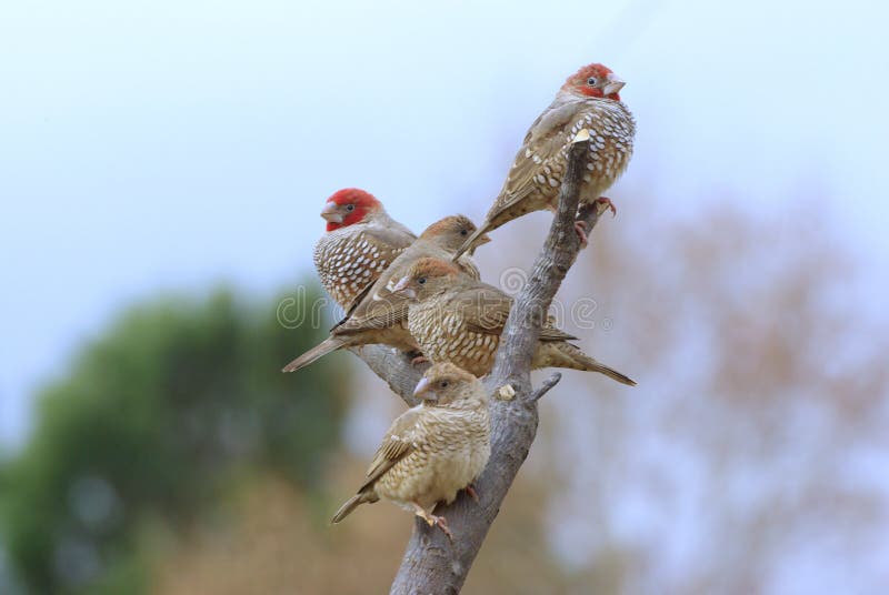 Red-headed finches stock photo. Image of feathers, white - 7769300