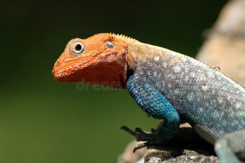 Red headed lizard stock image. Image of wildlife, quarter - 3831063