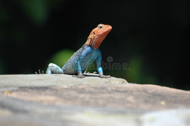 Red headed lizard stock photo. Image of full, reptile - 3851734