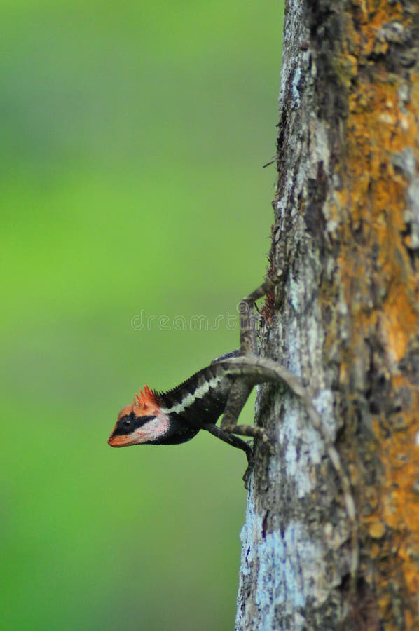 Red-headed lizard stock image. Image of beautiful, background - 133249283
