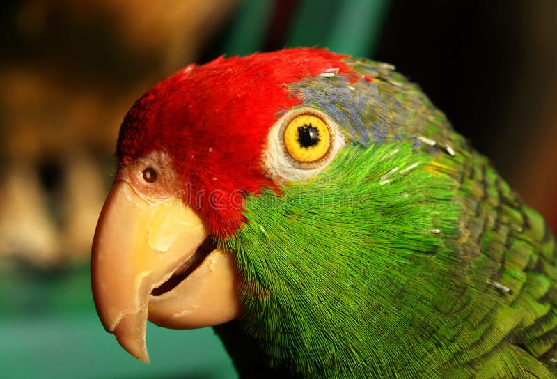 Red headed Mexican Parrot stock photo. Image of mexican - 981542