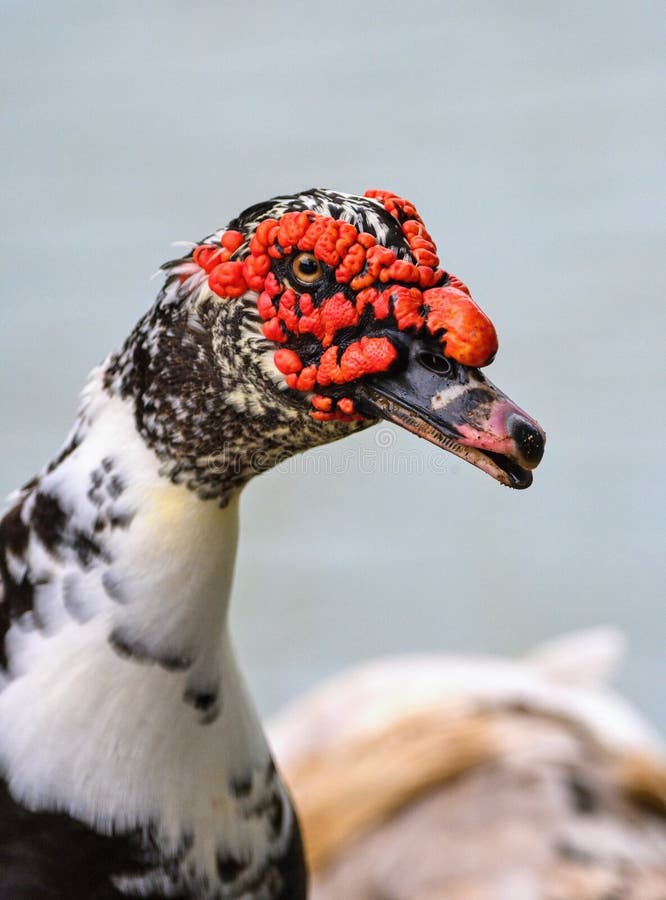 The Red Headed Muscovy Duck , Cairina Moschata Stock Image - Image of ...