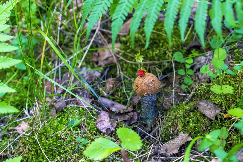 A Red-headed Mushroom Podosinovik in the Grass in a Forest Clearing ...