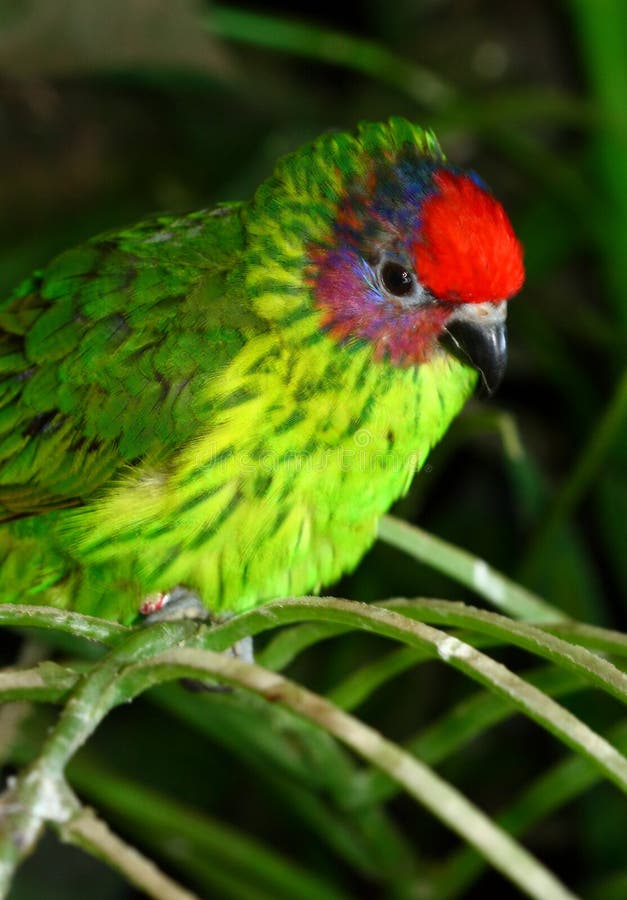 Parrot-Finch stock image. Image of natural, passerine - 38259477