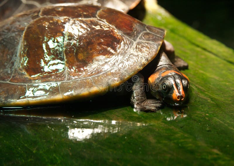 Red-headed River Turtle stock image. Image of turtle - 28681343