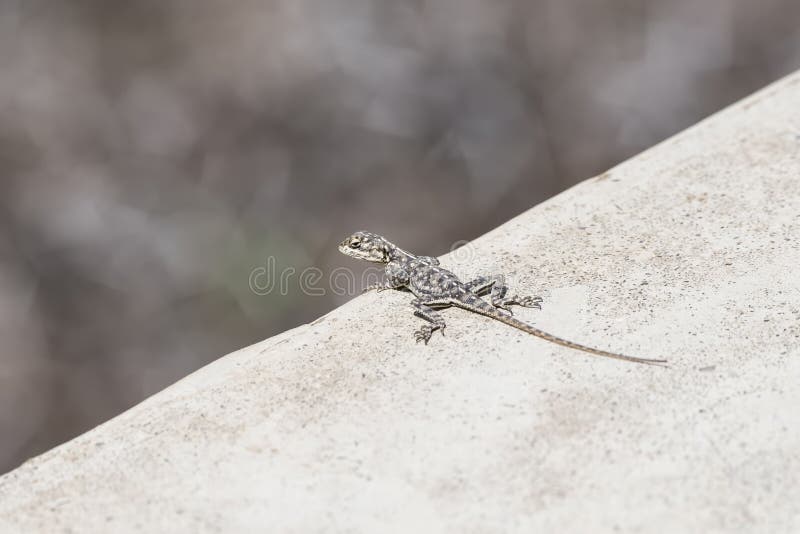 Red-headed Rock Agama Agama Agama on Rock in Tanzania Stock Image ...