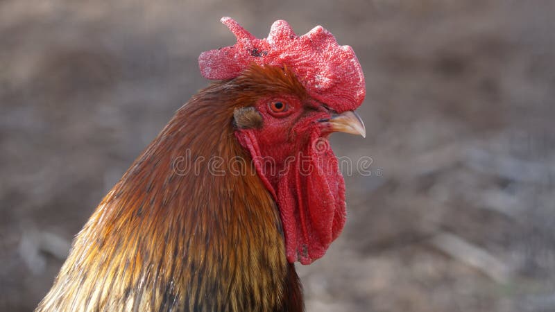 A red headed rooster. stock photo. Image of bird, waterfowl - 271986572
