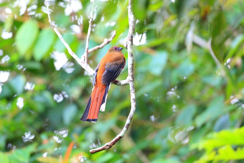 Red-headed Trogon stock image. Image of wildlife, erythrocephalus ...