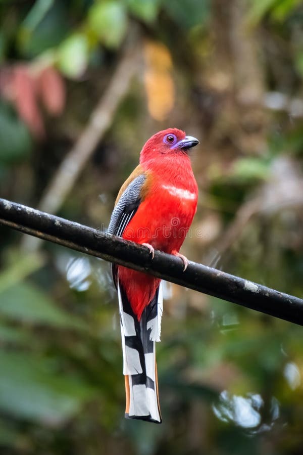 Red-headed Trogon in Nature Stock Image - Image of bird, life: 265399035