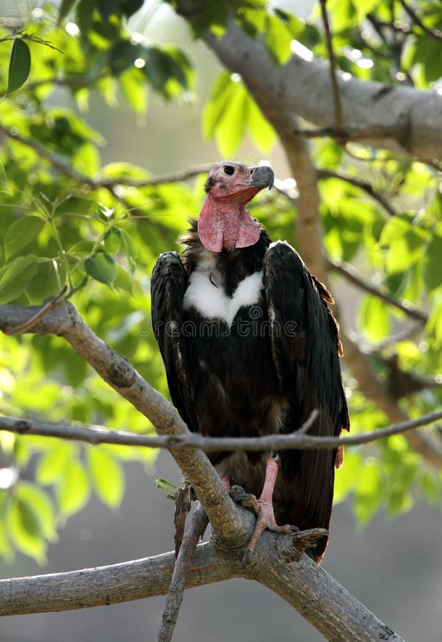 Red-headed vulture stock image. Image of beak, jimcorbett - 68395515