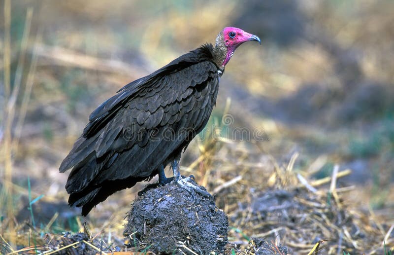 Red-headed Vulture (Sarcogyps Calvus) Stock Image - Image of waiting ...