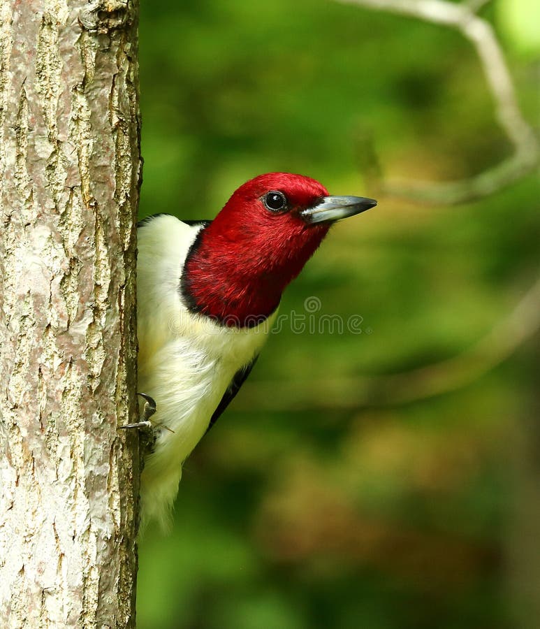 Red-headed woodpecker stock image. Image of erythrocephalus - 105243011