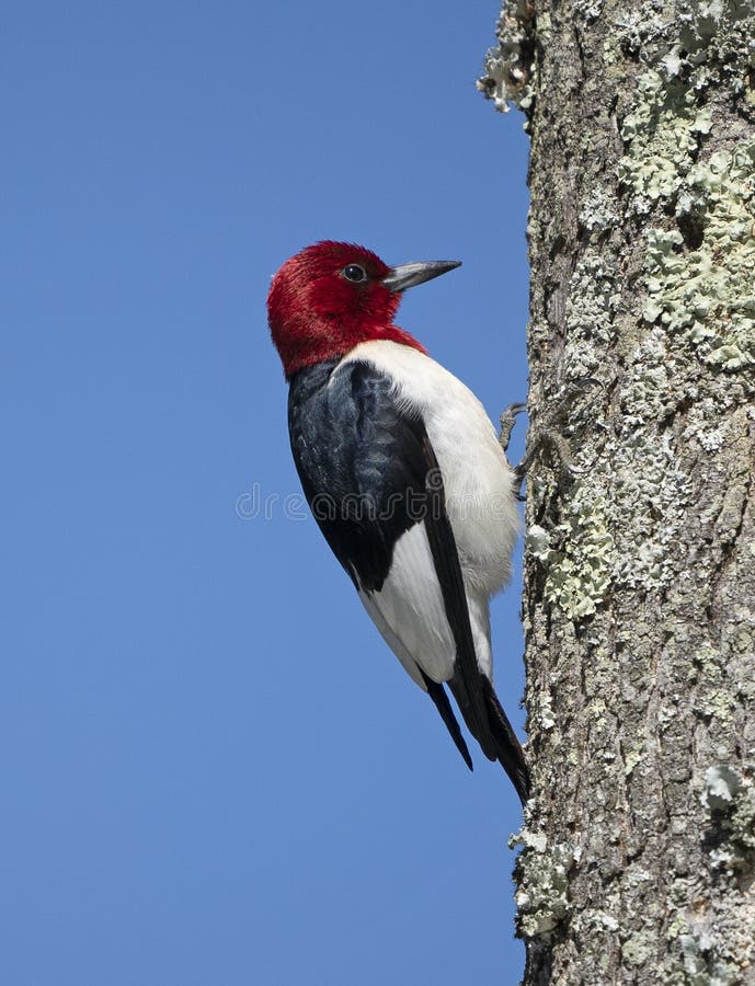 Red Headed Woodpecker on Tree Stock Photo - Image of clinging, closeup ...
