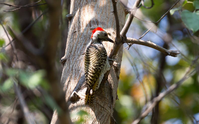Red Headed Woodpecker in a Tree Stock Image - Image of headed, namibia ...