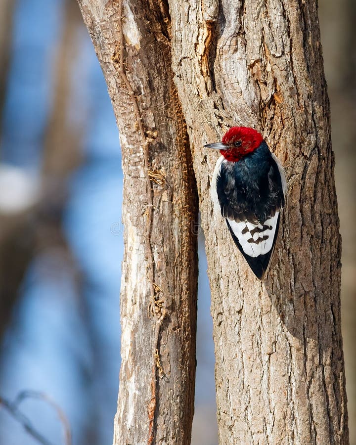 Red Headed Woodpecker in a Tree Stock Image - Image of headed, namibia ...