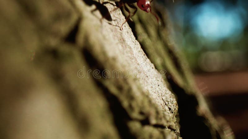 Red Heads Ants Climbing the Trunk of the Tree Stock Footage - Video of ...