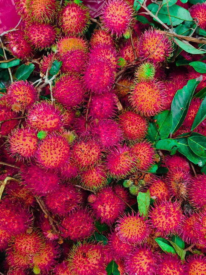 Red Healthy Rambutan from Indonesia Stock Image - Image of indonesia ...