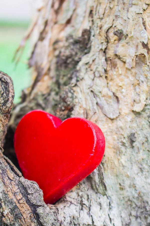 Red heart on a dead tree. stock photo. Image of soft - 54204792