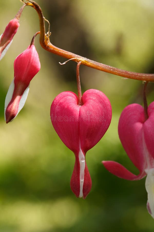 Red heart flowers stock photo. Image of love, toots, natural - 14755922