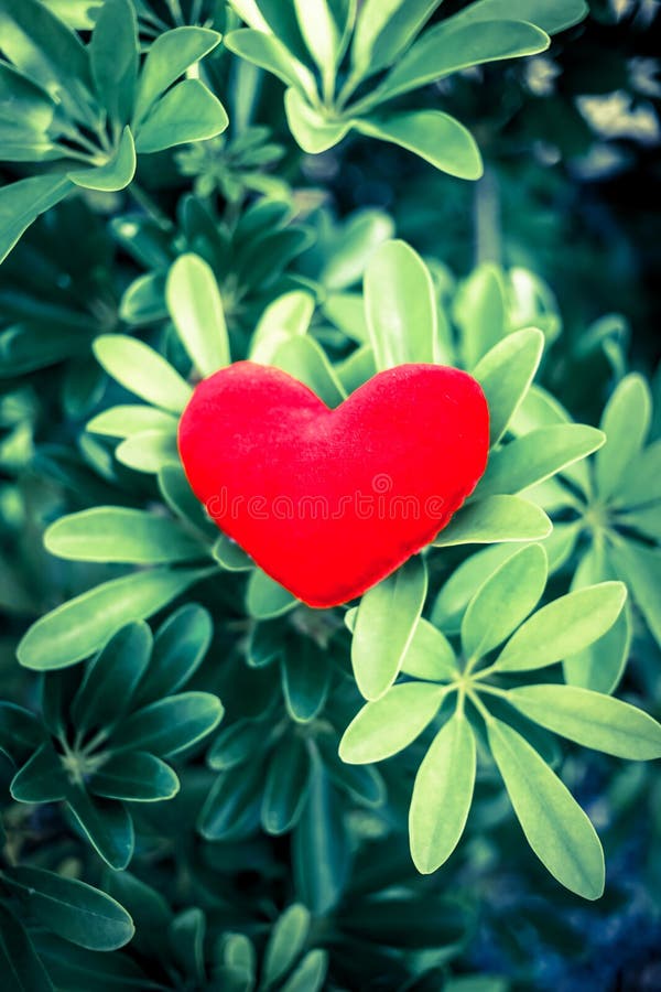 The Red Heart on the Green Leaf Stock Image - Image of alone, goodtime ...