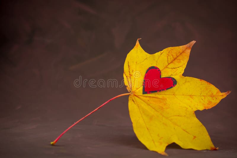 Red Heart on Maple Leaf Dark Background Stock Image - Image of ...