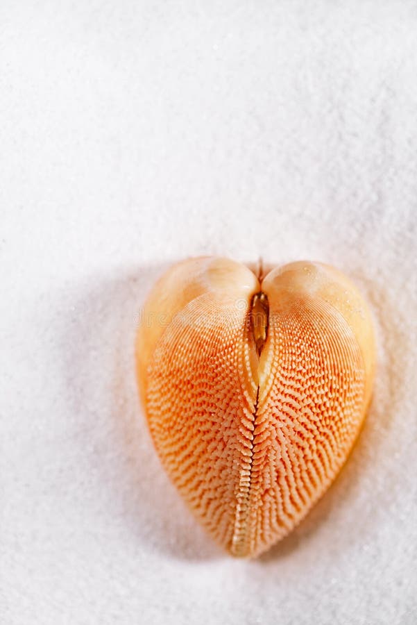 1,299 Sea Shell Heart Shape Stock Photos - Free & Royalty-Free Stock ...