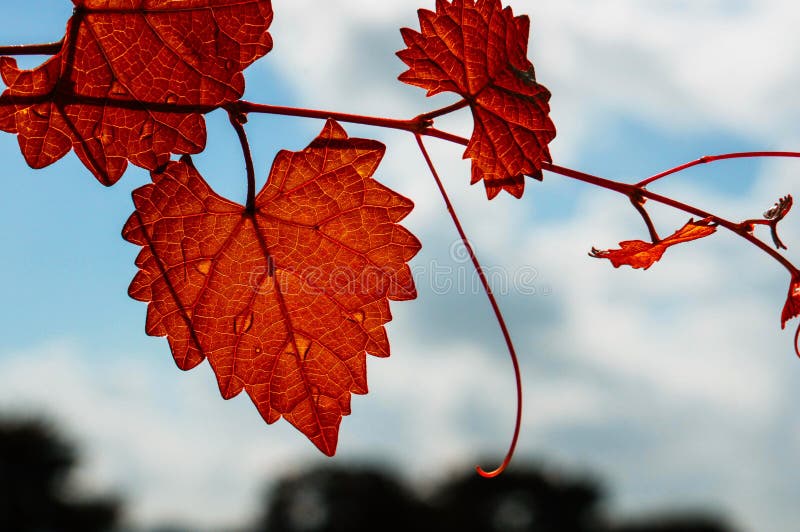 983 Heart Shaped Fall Leaf Stock Photos - Free & Royalty-Free Stock ...