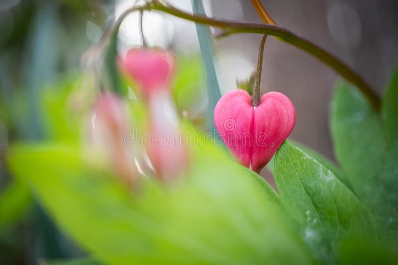 Red Heart-shaped Flower in the Garden. Stock Image - Image of blossom ...
