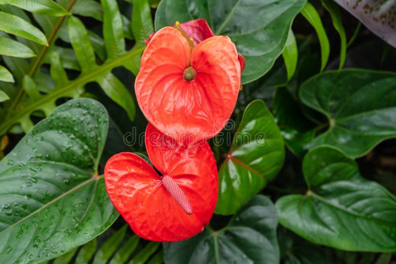 Anthuriums: the Red, Heart-shaped Flower of Anthuriums Stock Image ...
