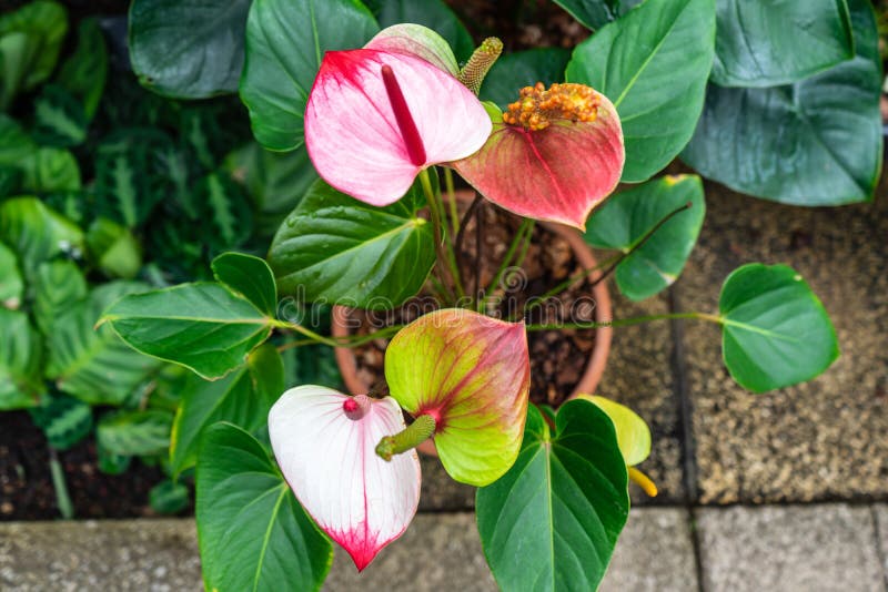Anthuriums: the Red, Heart-shaped Flower of Anthuriums Stock Image ...