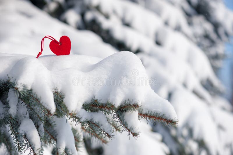 Red Heart Toy in Snow on Fir Tree Stock Photo - Image of forest, shadow ...
