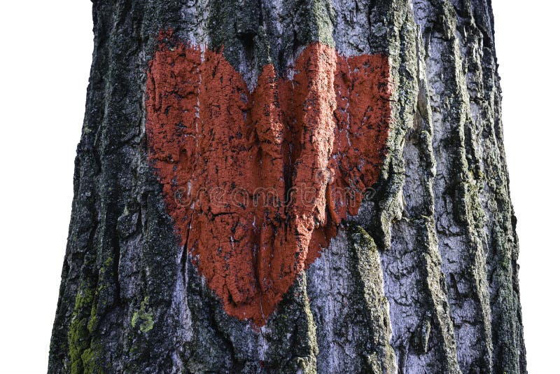 Red Heart On Tree Bark Isolated On White Stock Image - Image of ...
