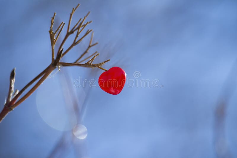 Red heart on a tree branch stock photo. Image of love - 138332196
