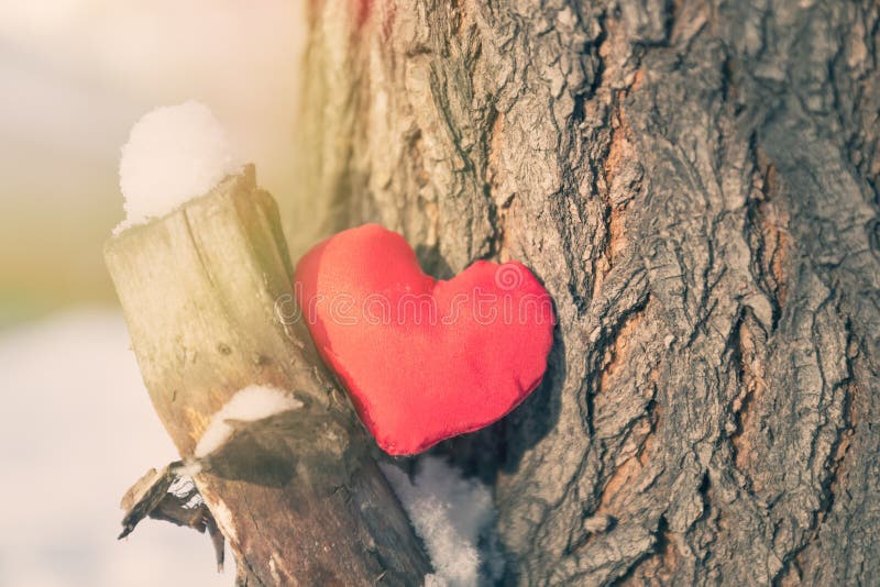 Red heart on tree stock image. Image of tree, love, february - 84571261