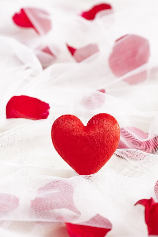 Red Heart on Wedding Veil with Rose Petals Stock Photo - Image of white ...