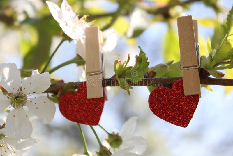Red Hearts in the Blooming Cherry Tree Stock Photo - Image of lovely ...