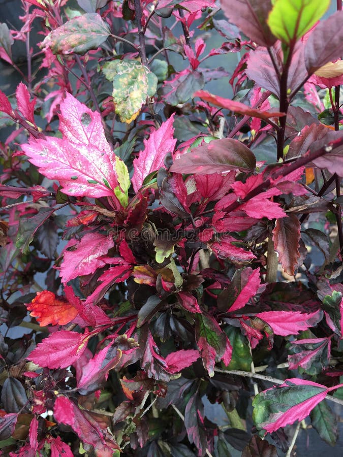 Red heat wave hibiscus stock photo. Image of multicolored - 70469900