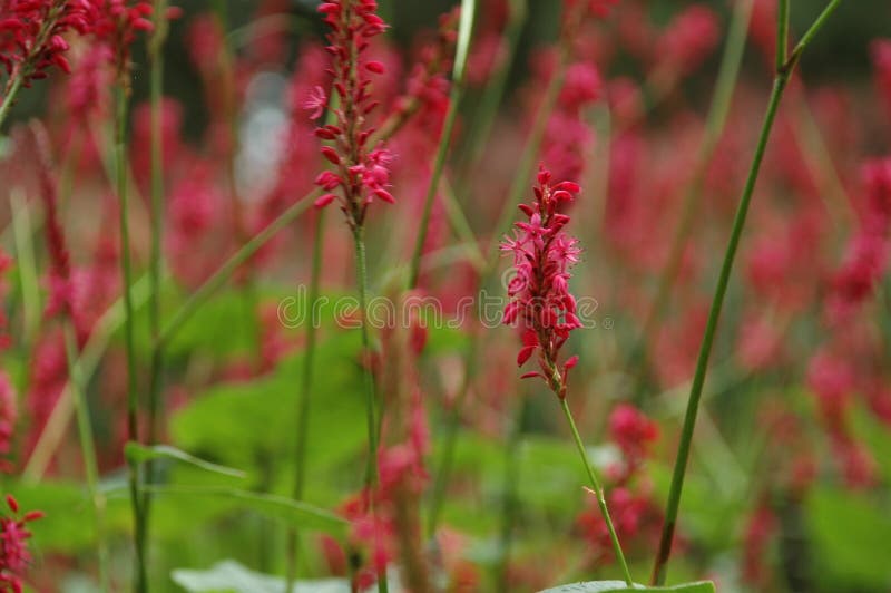 Red Heather (Calluna Vulgaris) (1 of 2) Stock Photo - Image of leaf ...